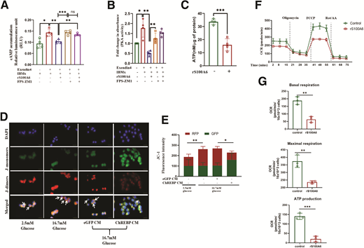 Liver-Derived S100A6 Propels β-Cell Dysfunction in NAFLD | Diabetes ...