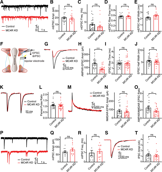 MC4R Deficiency Causes Dysregulation of Postsynaptic Excitatory ...