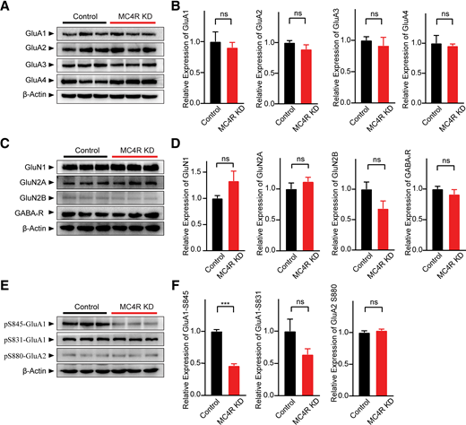 MC4R Deficiency Causes Dysregulation of Postsynaptic Excitatory ...