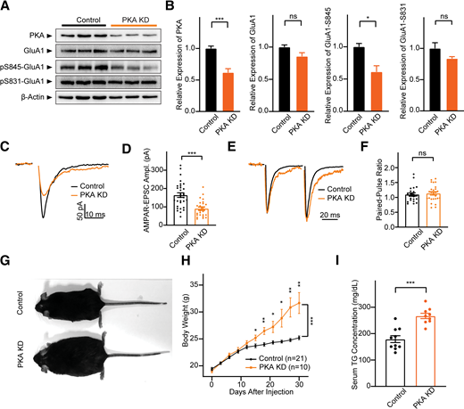 MC4R Deficiency Causes Dysregulation of Postsynaptic Excitatory ...