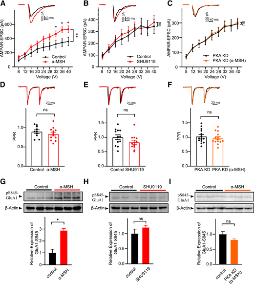 MC4R Deficiency Causes Dysregulation of Postsynaptic Excitatory ...