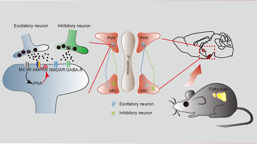MC4R Deficiency Causes Dysregulation of Postsynaptic Excitatory ...