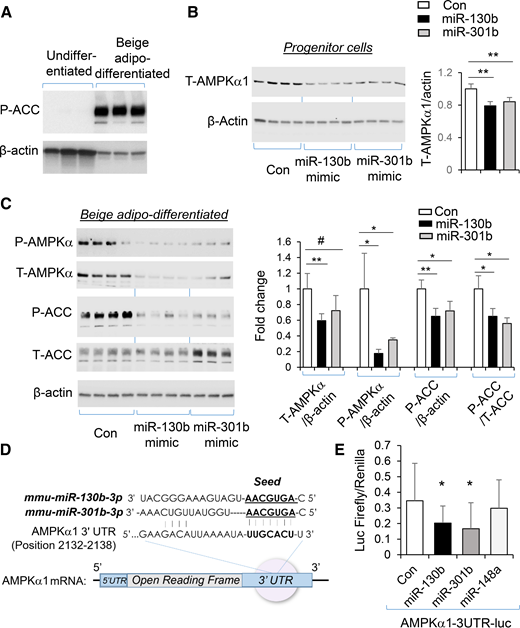 miR-130b/301b Is a Negative Regulator of Beige Adipogenesis and Energy ...