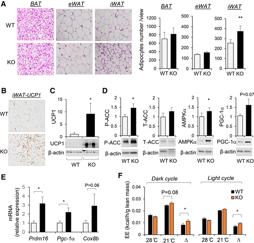 miR-130b/301b Is a Negative Regulator of Beige Adipogenesis and Energy ...