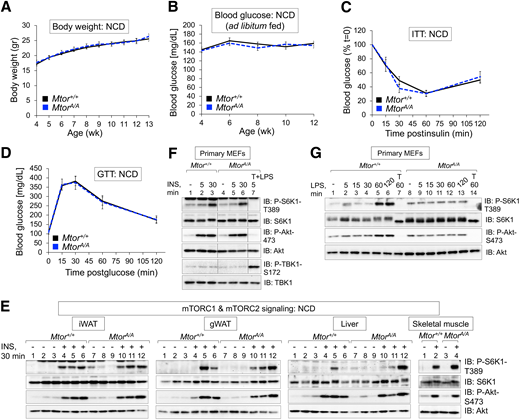 TBK1-mTOR Signaling Attenuates Obesity-Linked Hyperglycemia and Insulin ...