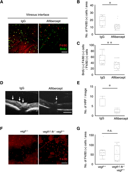 Identifying Hyperreflective Foci in Diabetic Retinopathy via VEGF ...