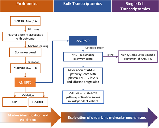 Multi-Scalar Data Integration Links Glomerular Angiopoietin-Tie ...