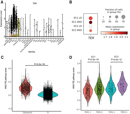 Multi-Scalar Data Integration Links Glomerular Angiopoietin-Tie ...