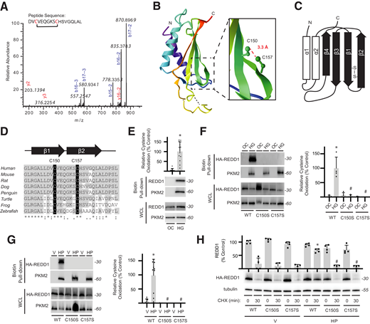 Activation of Disulfide Redox Switch in REDD1 Promotes Oxidative Stress ...