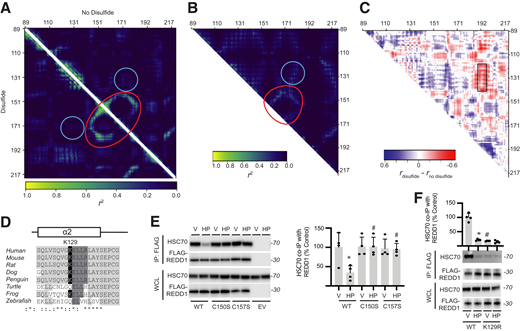 Activation of Disulfide Redox Switch in REDD1 Promotes Oxidative Stress ...