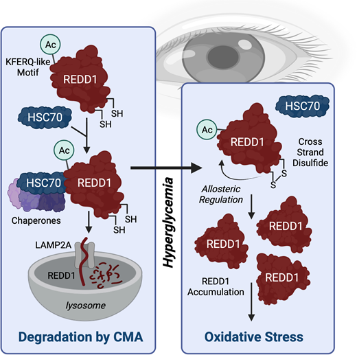 Activation of Disulfide Redox Switch in REDD1 Promotes Oxidative Stress ...