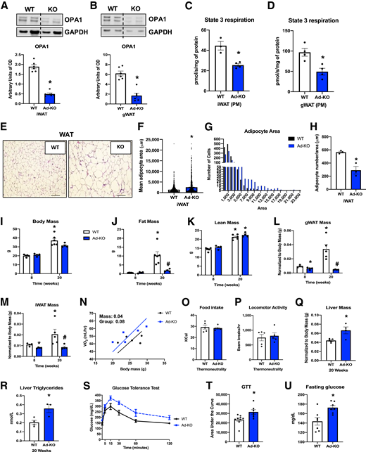 OPA1 Regulates Lipid Metabolism and Cold-Induced Browning of White ...