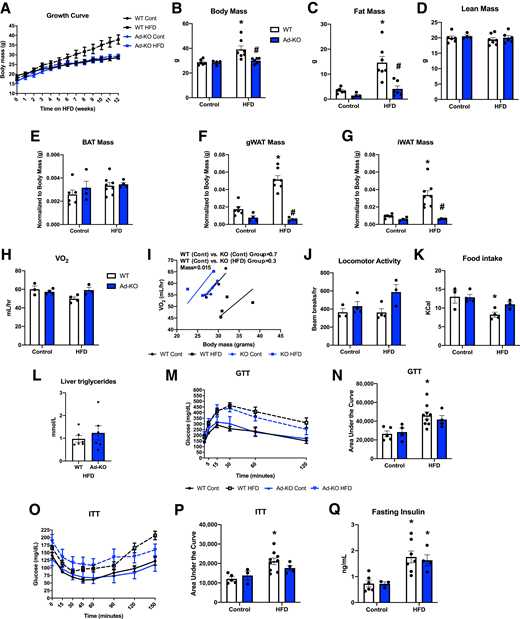 OPA1 Regulates Lipid Metabolism and Cold-Induced Browning of White ...