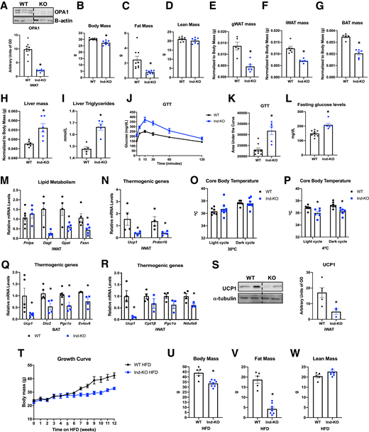 OPA1 Regulates Lipid Metabolism and Cold-Induced Browning of White ...