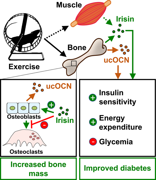 Irisin: The Bony Builder Flexes Its Muscles | Diabetes | American ...