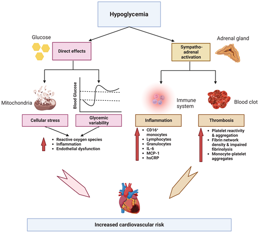 Prolonged Inflammatory Response Post-Hypoglycemia: Mechanistic Insights ...