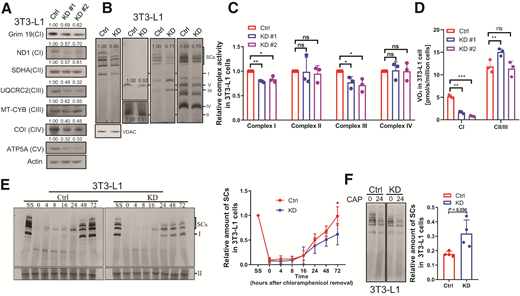 GRP75 Regulates Mitochondrial-Supercomplex Turnover to Modulate Insulin ...