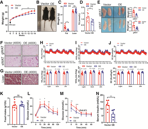 GRP75 Regulates Mitochondrial-Supercomplex Turnover to Modulate Insulin ...