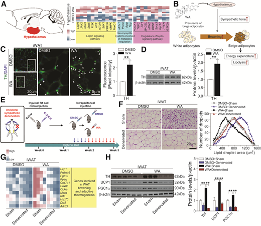 Withaferin A Promotes White Adipose Browning and Prevents Obesity ...