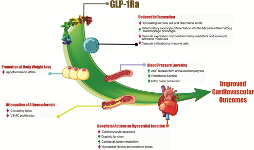 Cardiovascular Effects of Incretin-Based Therapies: Integrating ...