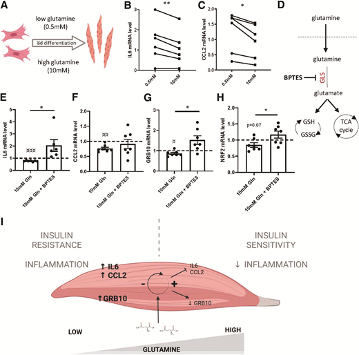 Glutamine Regulates Skeletal Muscle Immunometabolism in Type 2 Diabetes ...