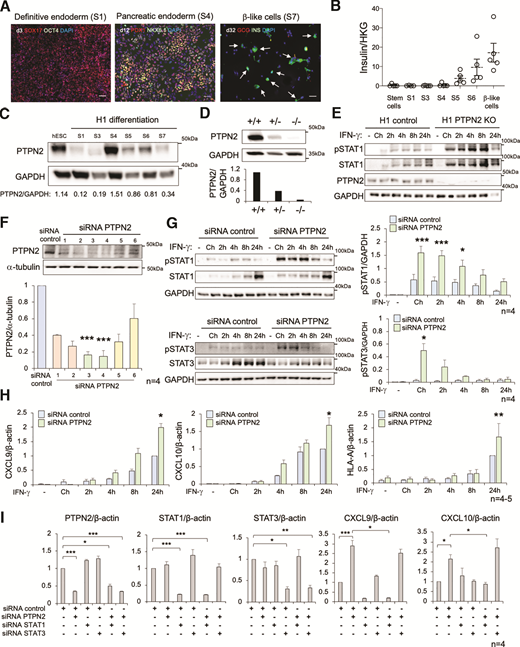 PTPN2 Regulates the Interferon Signaling and Endoplasmic Reticulum ...