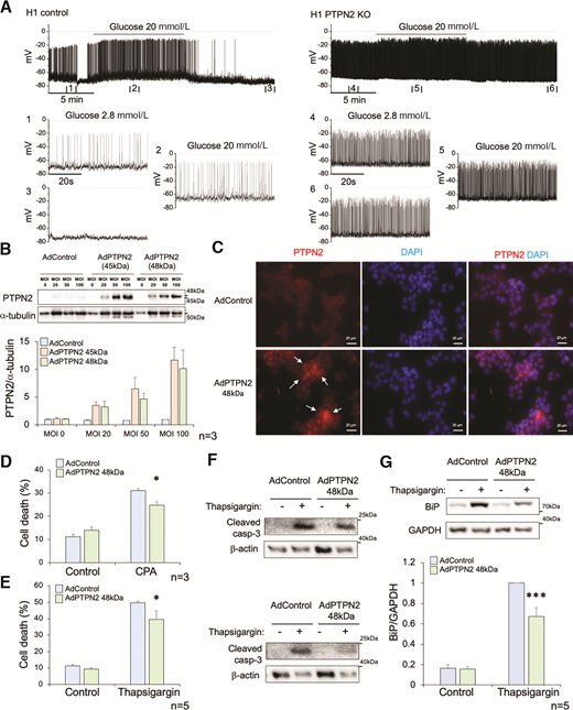 PTPN2 Regulates the Interferon Signaling and Endoplasmic Reticulum ...