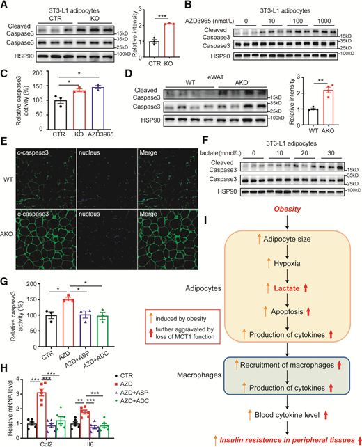 Lactate Is a Key Mediator That Links Obesity to Insulin Resistance via ...