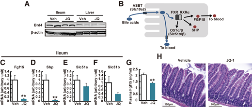 Bromodomain Inhibition Reveals FGF15/19 As a Target of Epigenetic ...