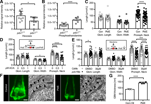 pdx1 Knockout Leads to a Diabetic Nephropathy– Like Phenotype in ...
