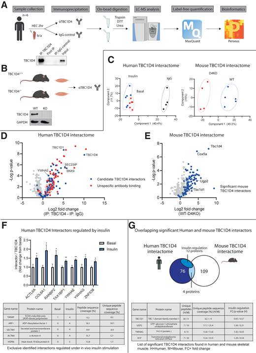 Illumination of the Endogenous Insulin-Regulated TBC1D4 Interactome in ...
