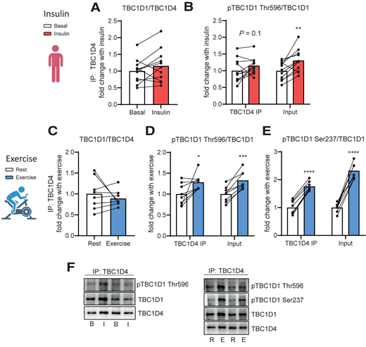 Illumination of the Endogenous Insulin-Regulated TBC1D4 Interactome in ...