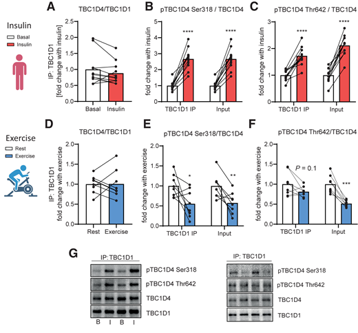 Illumination of the Endogenous Insulin-Regulated TBC1D4 Interactome in ...