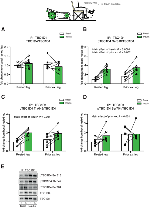 Illumination of the Endogenous Insulin-Regulated TBC1D4 Interactome in ...