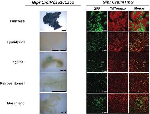 GIPR Is Predominantly Localized to Nonadipocyte Cell Types Within White ...