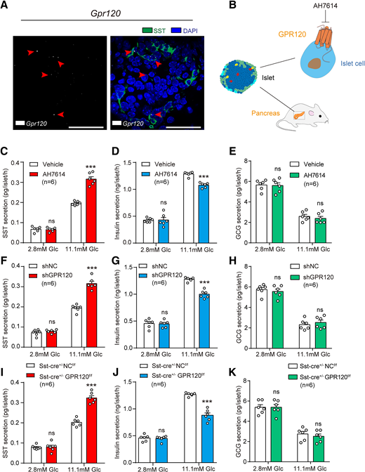 Endogenous Lipid-GPR120 Signaling Modulates Pancreatic Islet ...