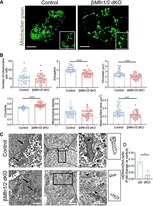 Mitofusins Mfn1 and Mfn2 Are Required to Preserve Glucose- but Not ...