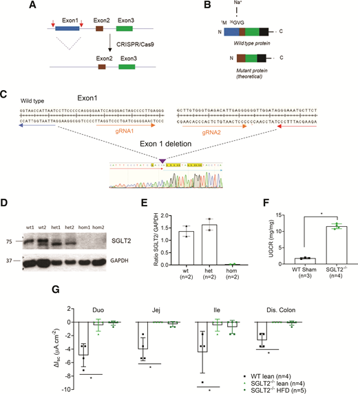 Vertical Sleeve Gastrectomy Lowers SGLT2/Slc5a2 Expression in the Mouse ...