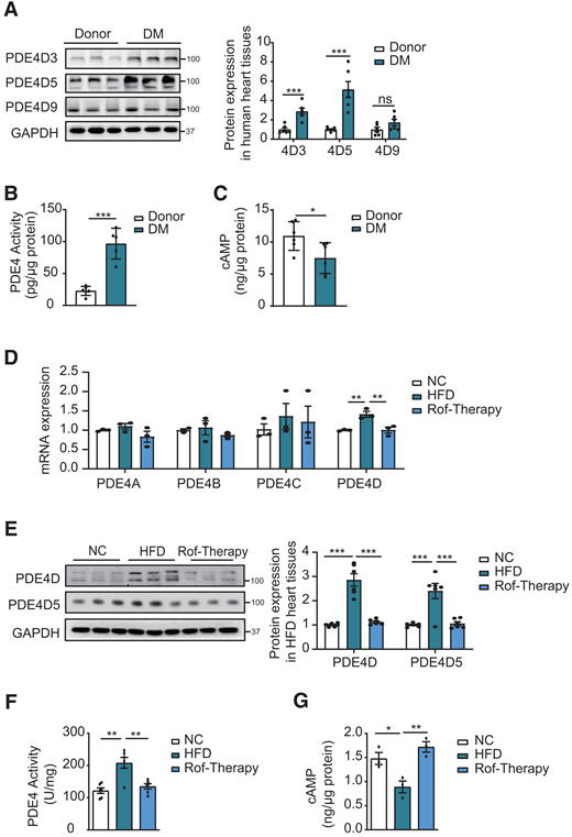 Roflumilast-Mediated Phosphodiesterase 4D Inhibition Reverses Diabetes ...