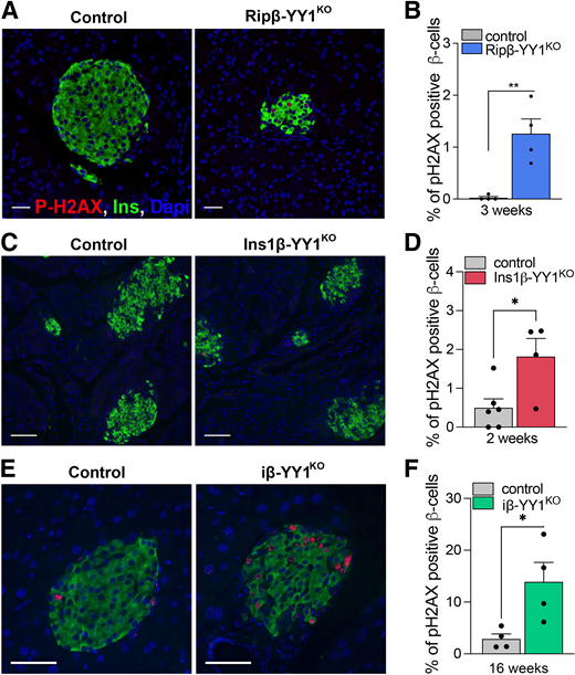 The Transcription Factor YY1 Is Essential for Normal DNA Repair and ...