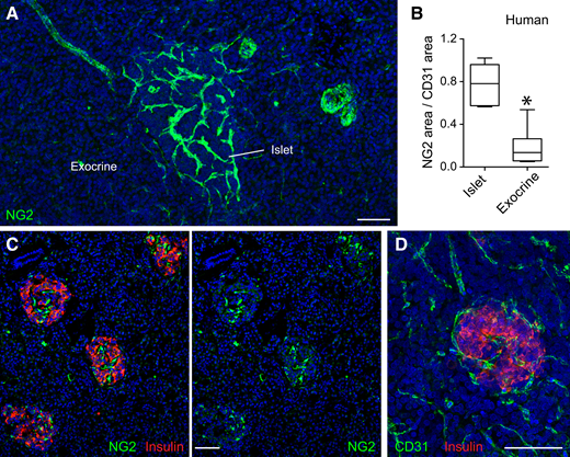 Pericyte Control of Blood Flow in Intraocular Islet Grafts Impacts ...