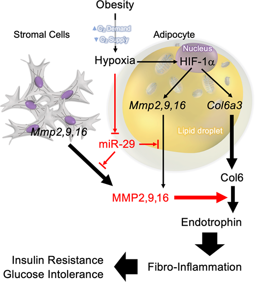 The Mechanism for Adipose Endotrophin Production | Diabetes | American ...