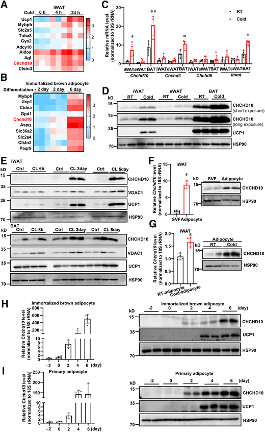 CHCHD10 Modulates Thermogenesis of Adipocytes by Regulating Lipolysis ...