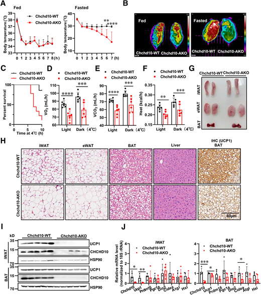 CHCHD10 Modulates Thermogenesis of Adipocytes by Regulating Lipolysis ...