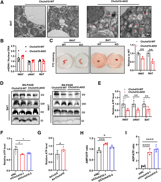 CHCHD10 Modulates Thermogenesis of Adipocytes by Regulating Lipolysis ...