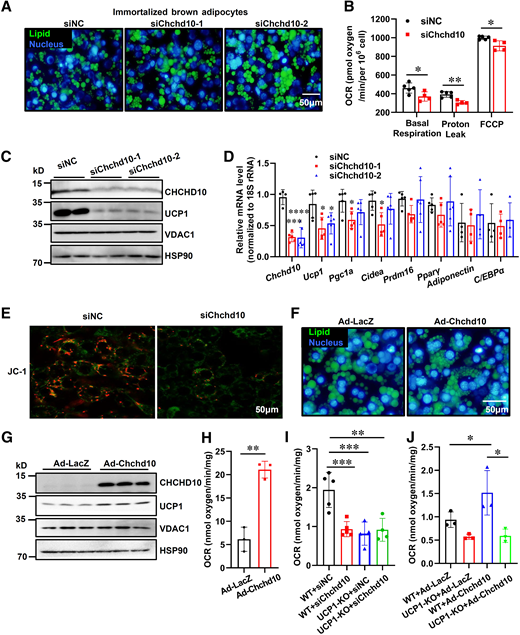 CHCHD10 Modulates Thermogenesis of Adipocytes by Regulating Lipolysis ...