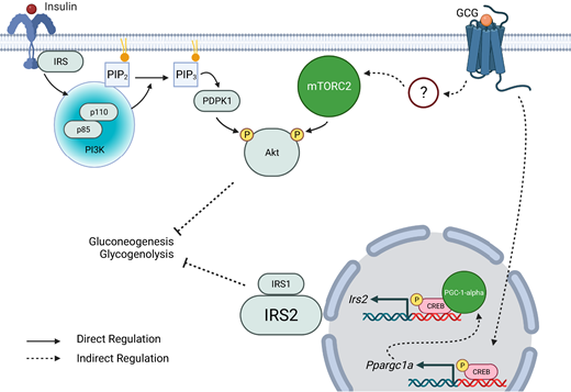 Cross Talk Between Insulin and Glucagon Receptor Signaling in the ...