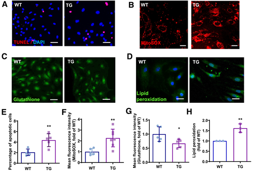 Sustained Upregulation of Endothelial Nox4 Mediates Retinal Vascular ...