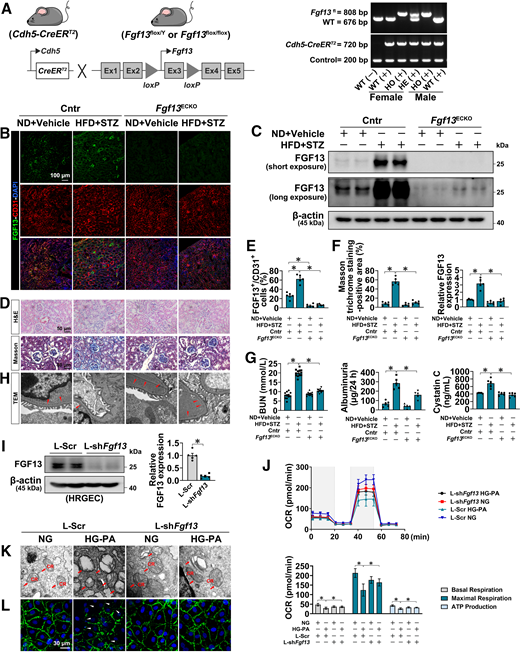 FGF13-Sensitive Alteration of Parkin Safeguards Mitochondrial ...