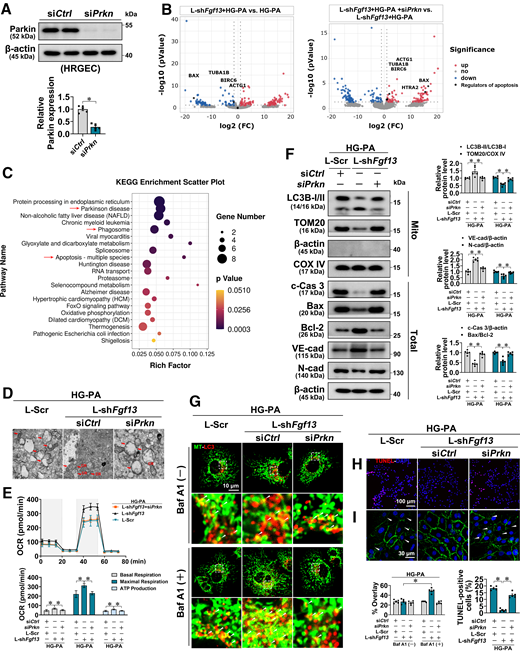 FGF13-Sensitive Alteration of Parkin Safeguards Mitochondrial ...